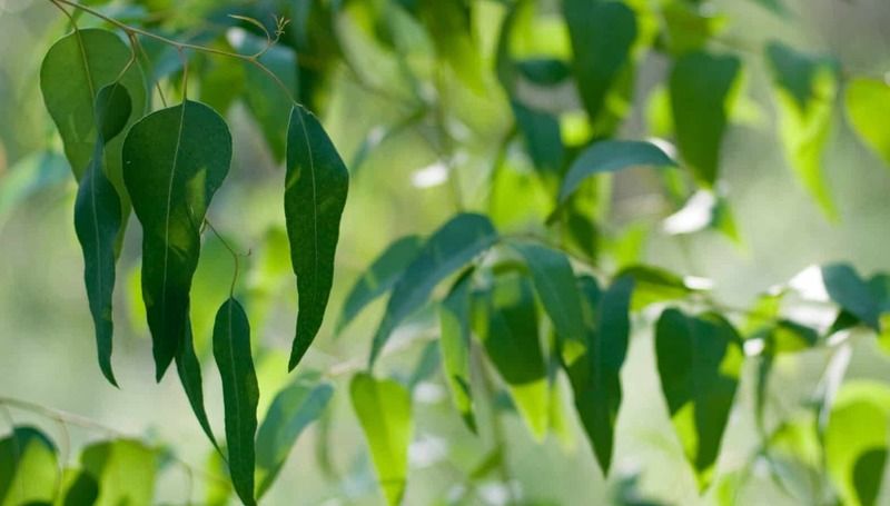 Phellandrene Terpene: Everything You Need To Know About It - GG4 Weed ...