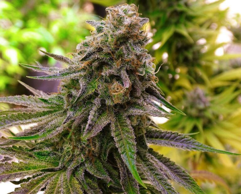 Cherry OG Strain Review - GG4 Weed Delivery Toronto - Strain, Edibles ...