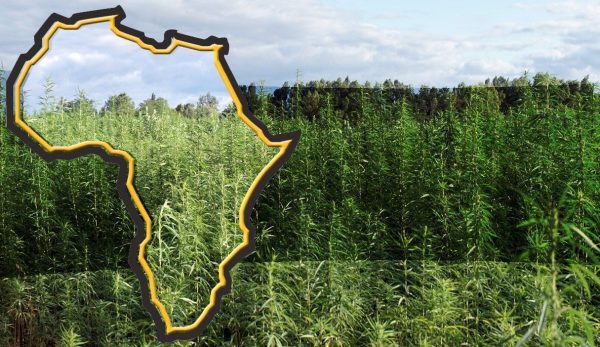 African Weed: Cannabis In Africa - GG4 Weed Delivery Toronto - Strain ...